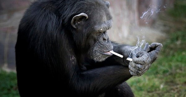 This Chimpanzee In A North Korean Zoo Smokes A Pack Of Cigarettes A Day ...