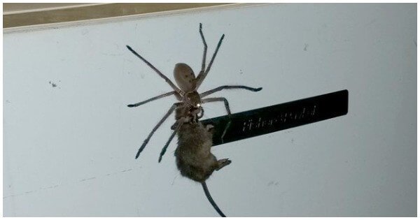 Meanwhile In Australia, Giant Spider Hunts And Runs Off With Equally ...