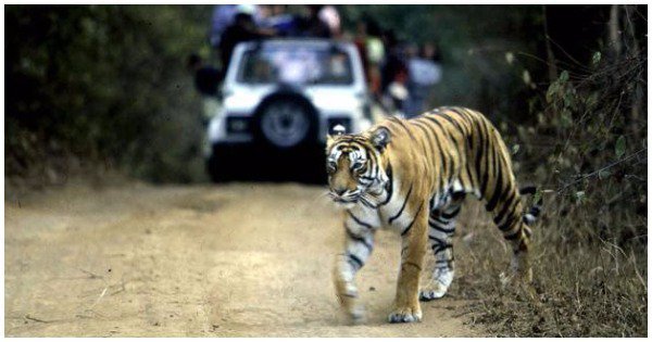 Two-Thirds Of World’s Wildlife Population Could Disappear By 2020 ...