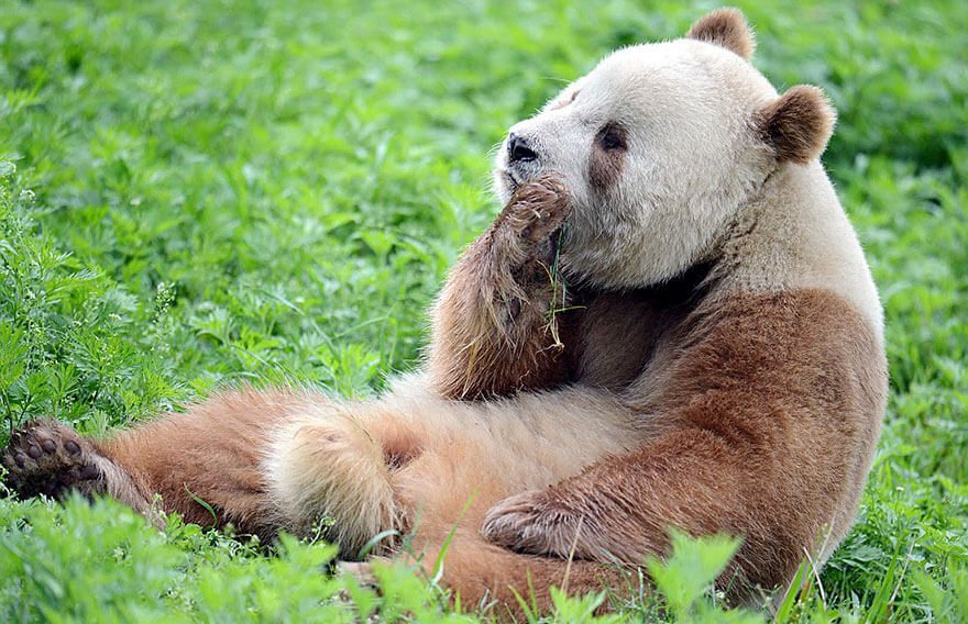 Meet Qizai, The World’s Only Brown Panda Alive, Who Was Abandoned By ...