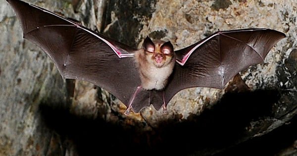 Brazilian free tailed bats are now the fastest flyer in animal kingdom
