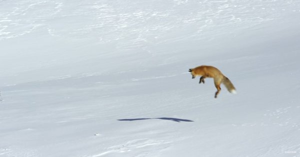 BBC’s Hugely Popular Nature Documentary Returns After 10 Years & It ...