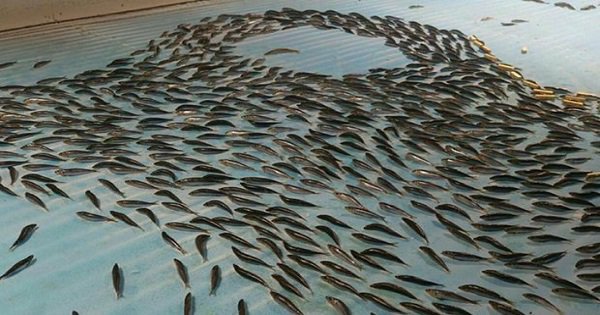 5,000 Dead Fish In Ice At Japan Skating Rink Sparks Uproar