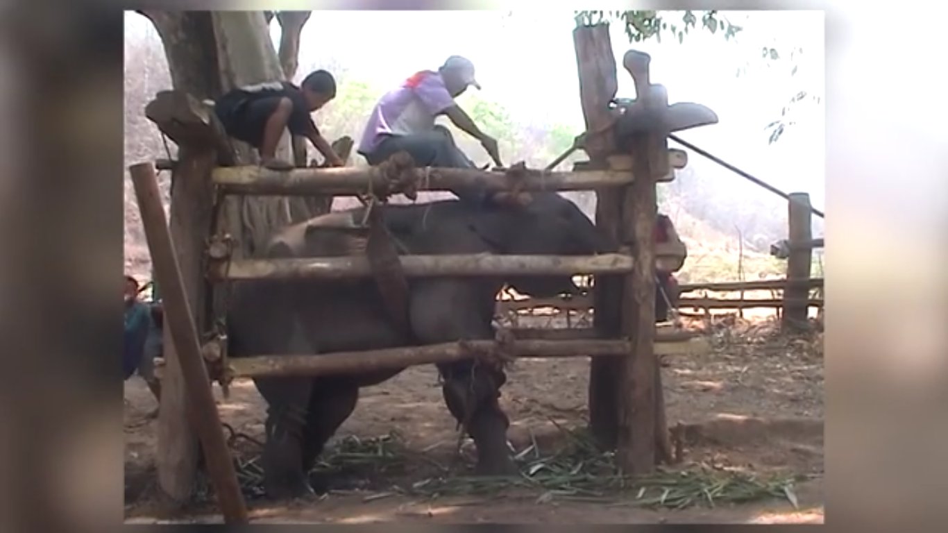 This Is The Extreme Torture Elephants Are Put Through Just So That ...