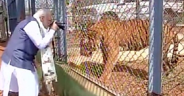 PM Modi Was Seen Clicking Tigers At A National Park & His Fans Went Crazy