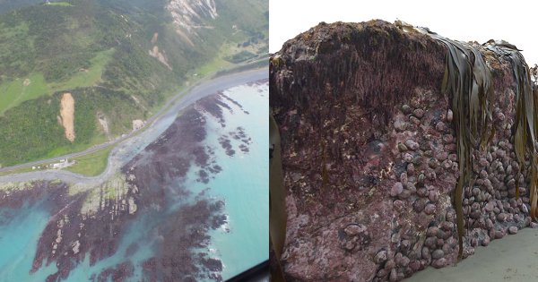This Terrifying Image Of The Raised Seabed After New Zealand Quake ...