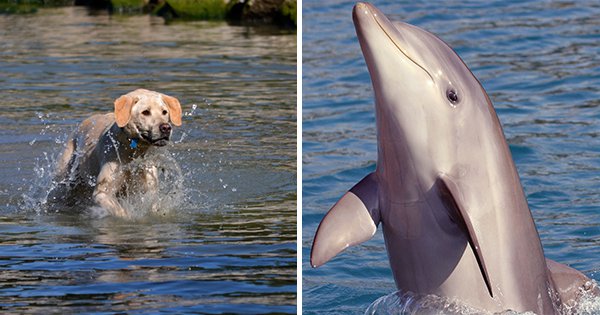 It’s Heartwarming To Watch This Dog Swim For Hours Every Day To Spend ...