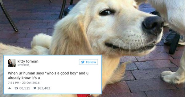 30 Of The World’s Most Adorable Dog Tweets To Remind You That Dogs ...