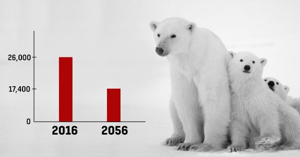 Polar Bear Population Could Decline By Over 30% As Arctic Ice Melts