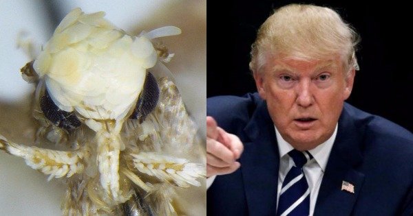 This Moth Has Been Named After Trump. Have A Look And You'll Know Why