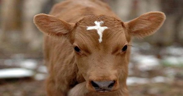 Soon Cows In India To Get Unique Identification Numbers