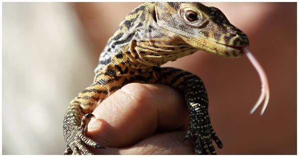 More Deaths In Delhi Zoo As 4 Exotic Lizards Die Of ‘Shock’ After Beig ...
