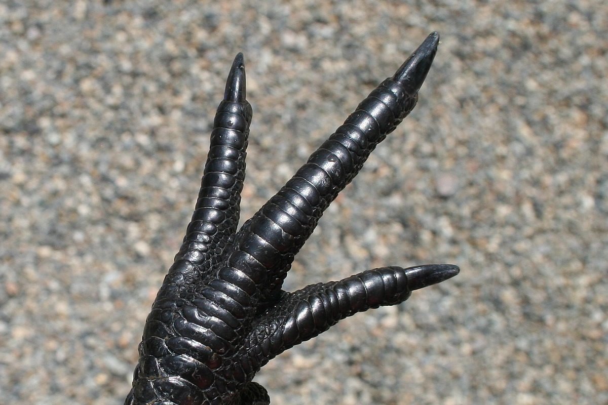 This Rare ‘Goth Chicken’ With Black Meat, Black Bones & A Black Heart ...