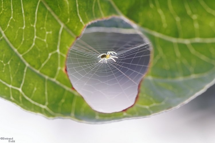 Did You Know That Spider Webs Can Be Used To Heal Wounds & Treat ...