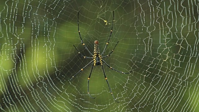 Did You Know That Spider Webs Can Be Used To Heal Wounds & Treat ...