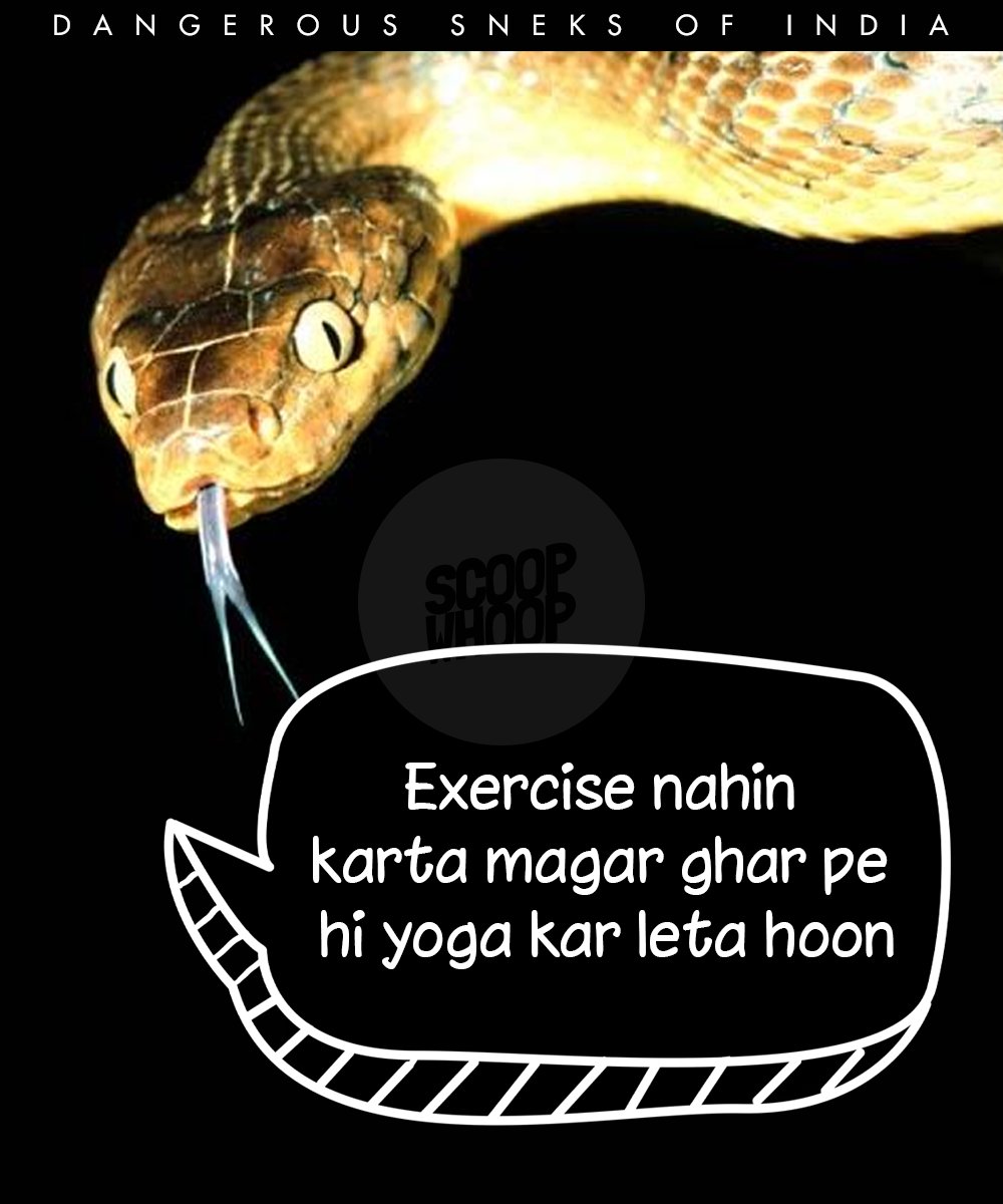 12 Deadly Indian Snakes That Surprisingly Live In And Around Your House ...