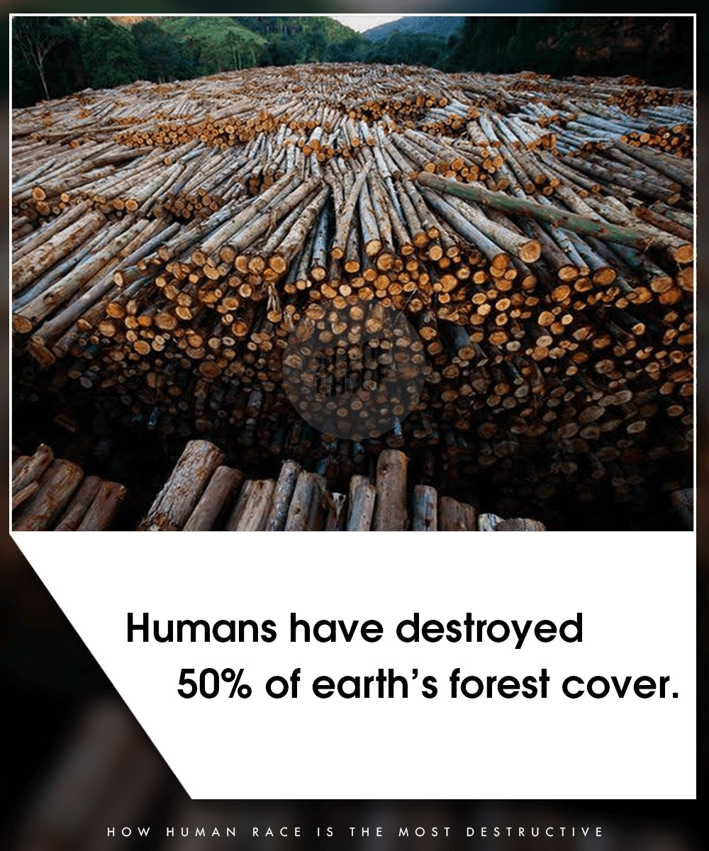 15 Uncomfortable Facts About Humans Killing Other Species That Prove We ...