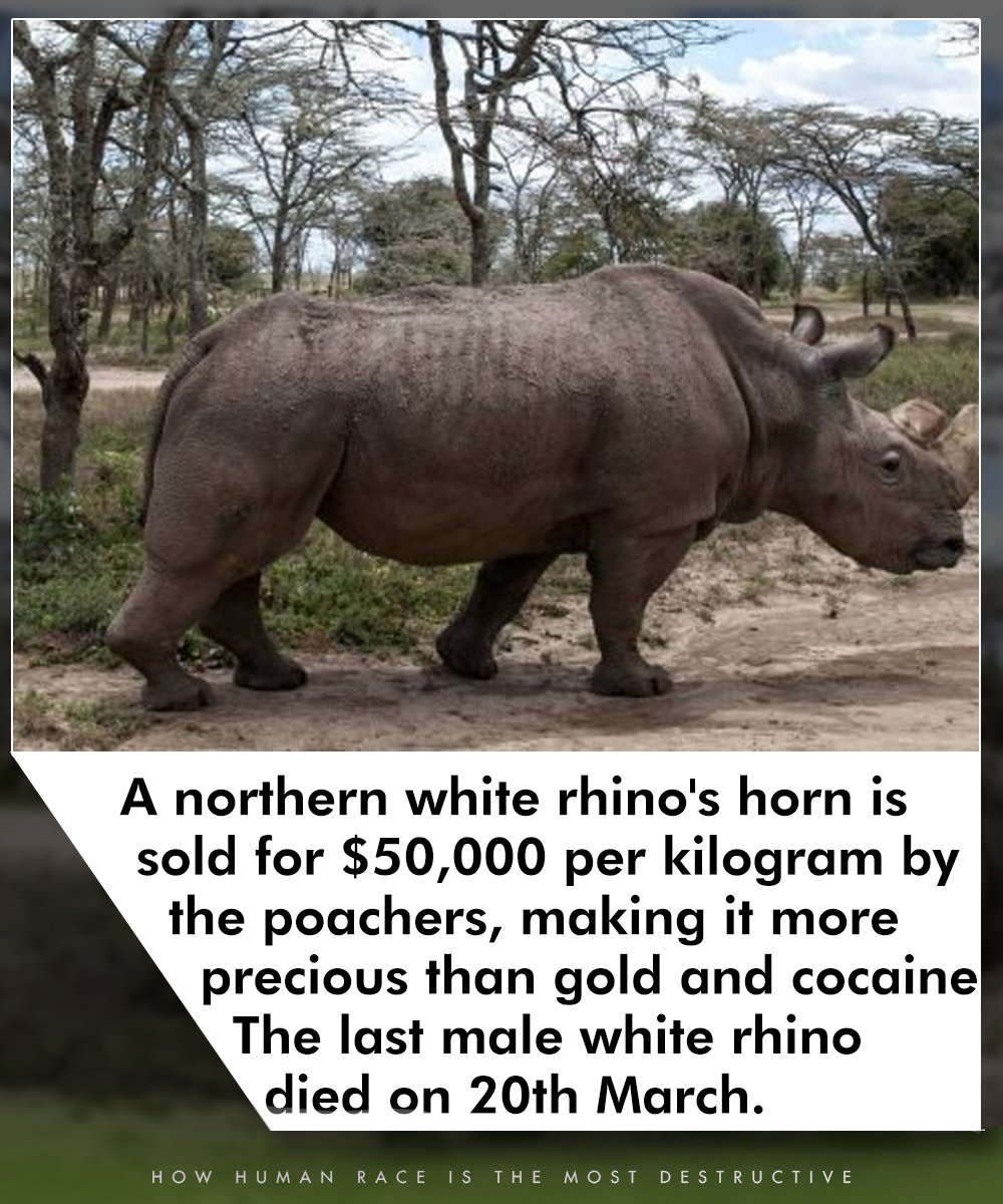 15 Uncomfortable Facts About Humans Killing Other Species That Prove We ...