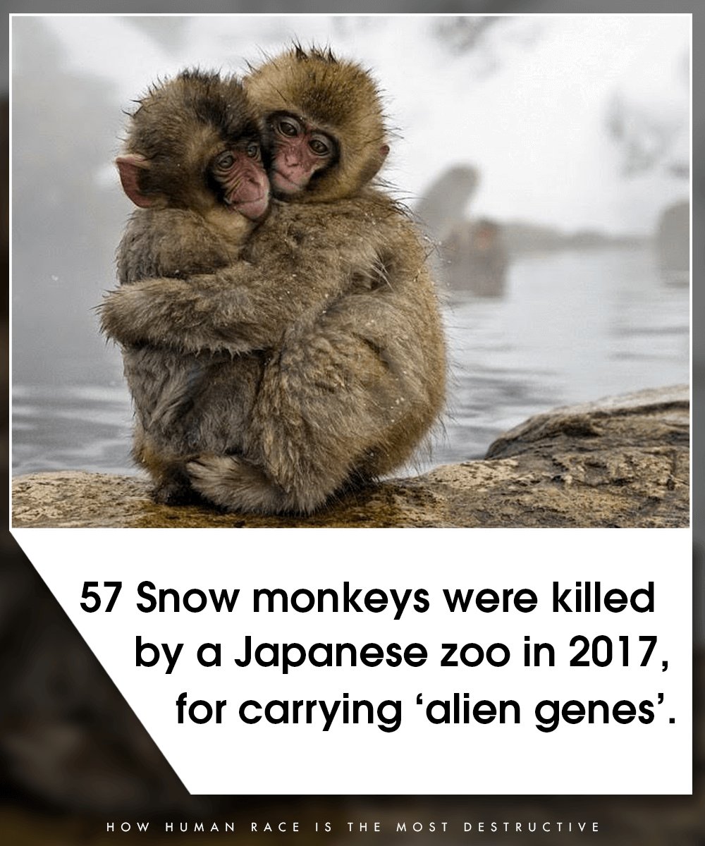 15 Uncomfortable Facts About Humans Killing Other Species That Prove We ...