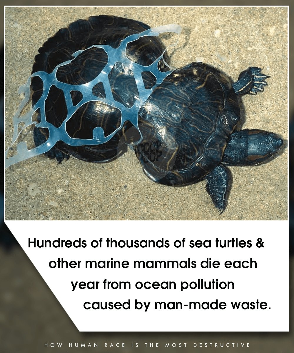 15 Uncomfortable Facts About Humans Killing Other Species That Prove We ...