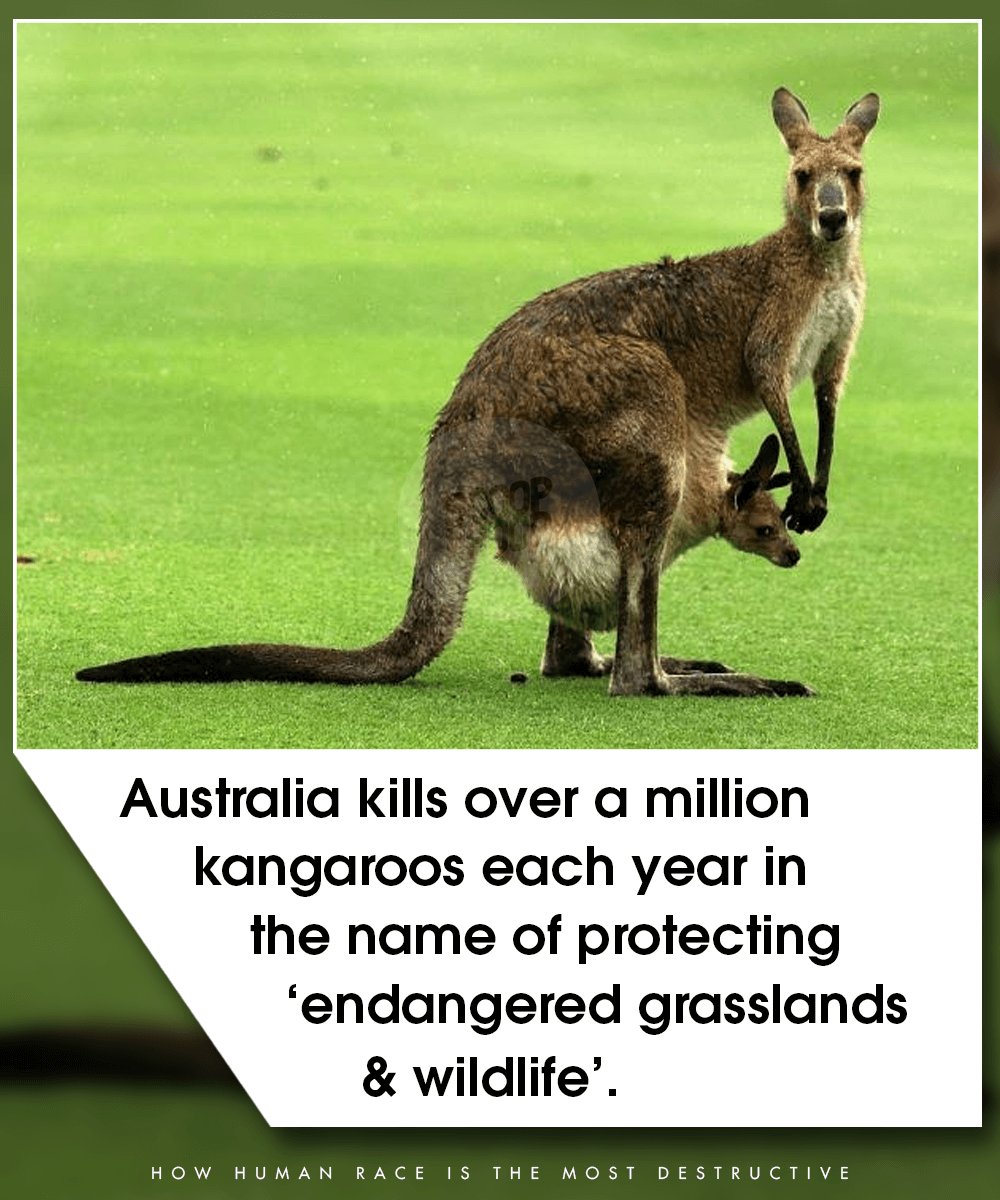 15 Uncomfortable Facts About Humans Killing Other Species That Prove We ...