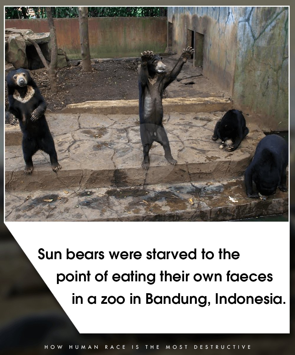 15 Uncomfortable Facts About Humans Killing Other Species That Prove We ...