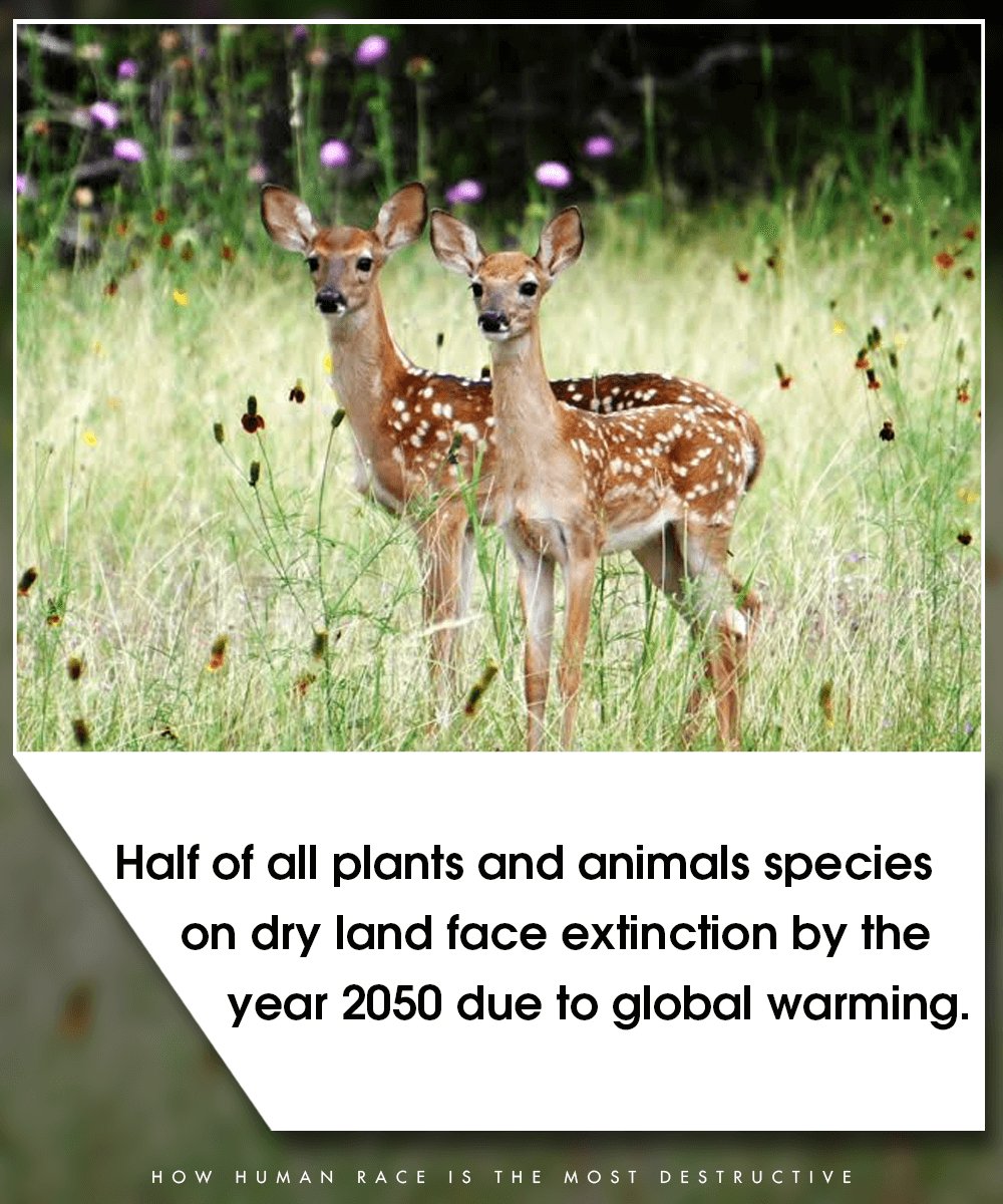 15 Uncomfortable Facts About Humans Killing Other Species That Prove We ...