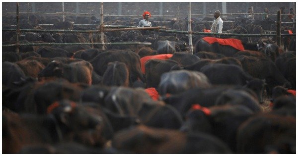 Modi Govt Announces 5 Lakh Cash Awards For Best Desi Cow Herds. Here’s ...