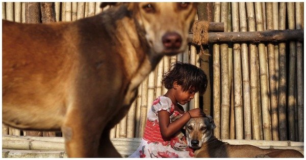 Govt Says 324 People Have Died In India Due to Rabies Since 2014