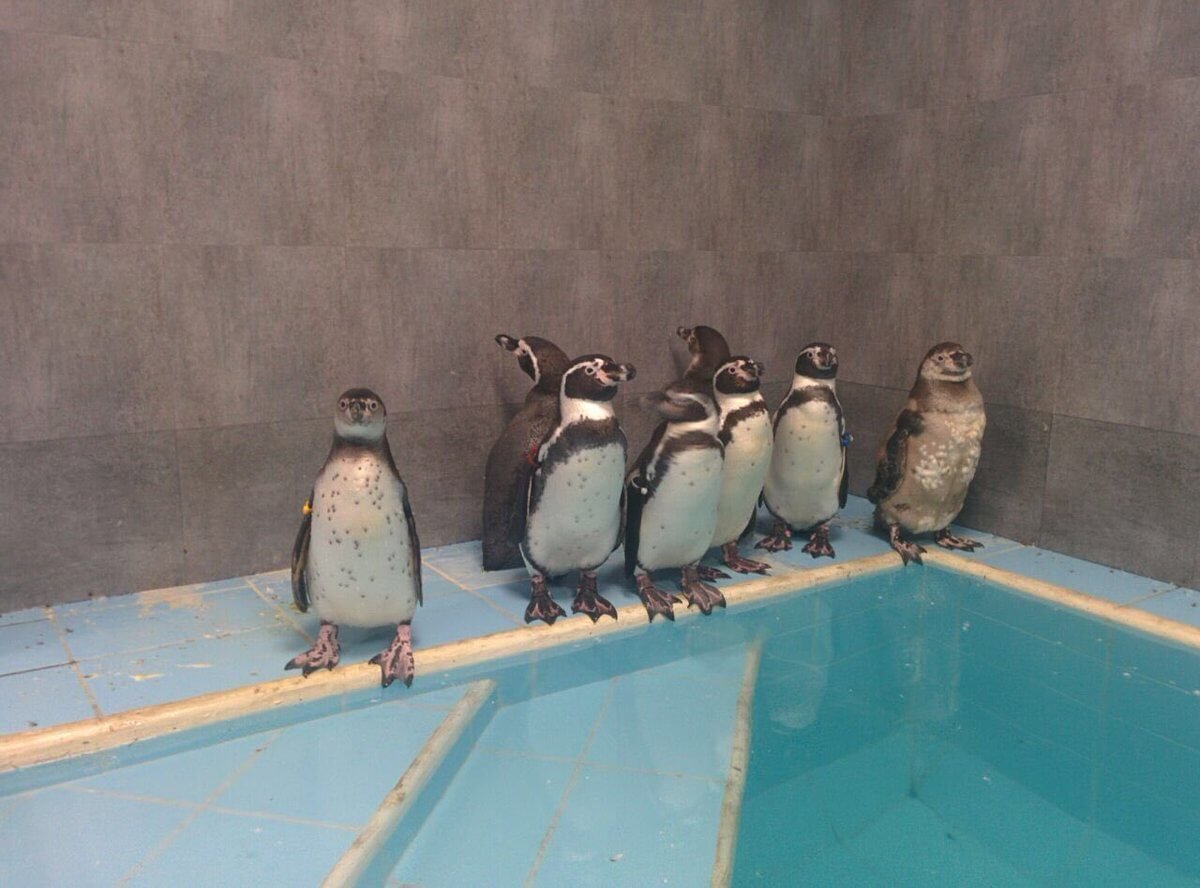 You can view India's first penguins at Byculla Zoo from Saturday