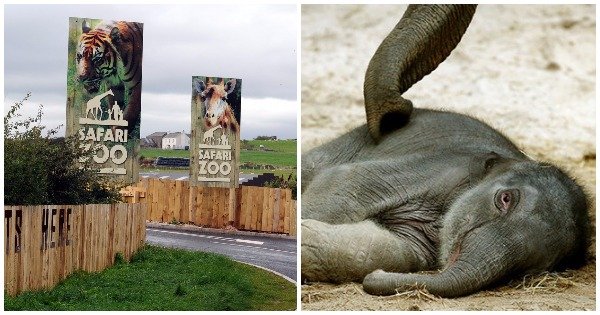 A UK Zoo Faces Closure After Almost 500 Of Its Animals Died In Just ...