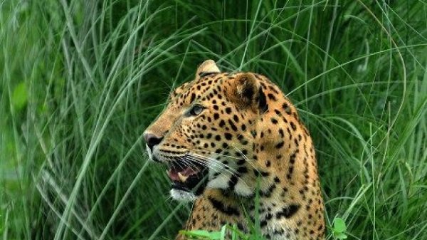 Brave Mother Pounces On A Leopard To Save Her 3-Year-Old Son In Mumbai