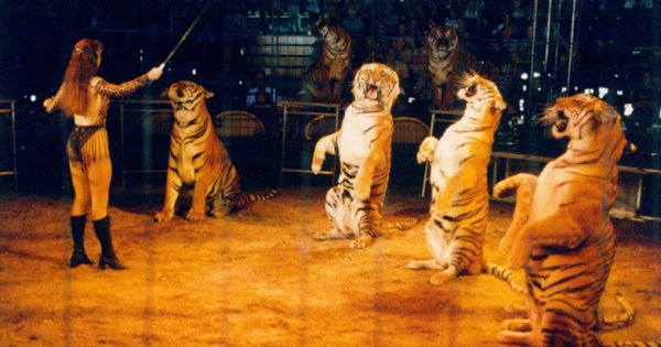 As A Child, I Loved Going To Circuses & Zoos, But I Won’t Let My Kids ...