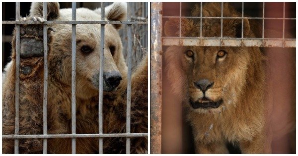 Simba The Lion & Lula The Bear, The Last Two Survivors Of Mosul Zoo ...