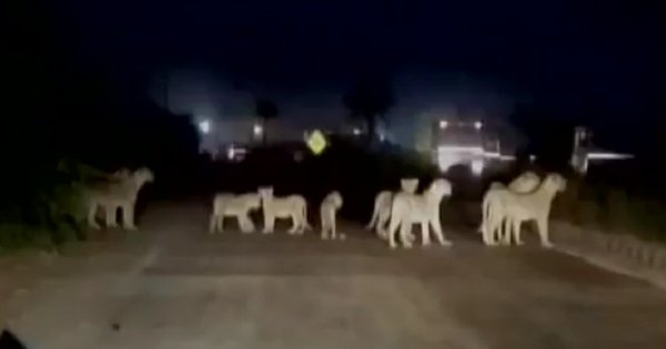 Eleven Lions Crossing A Highway In Gujarat Captured On Video - ScoopWhoop