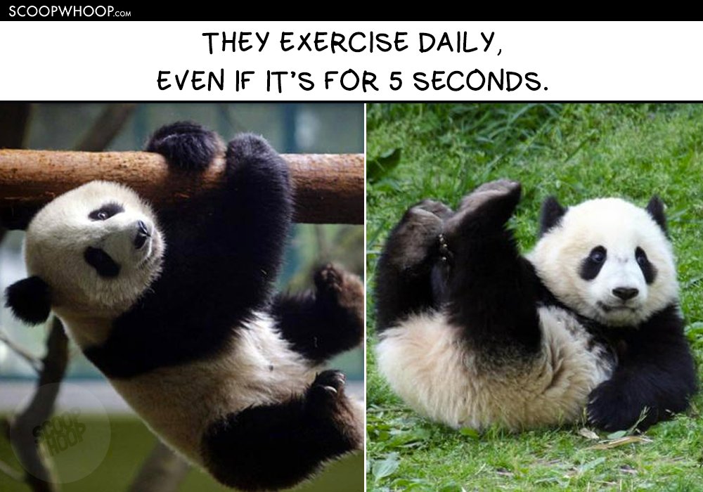15 Memes That Show Pandas Are So Much More Chill Than Humans Ever Will Be
