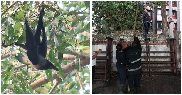 In A Heartwarming Gesture, Firemen Rescue Crow Which Was Stuck In A ...