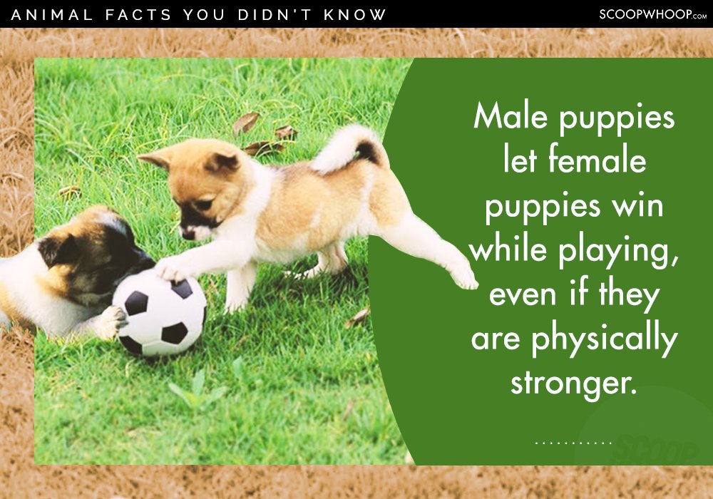 25 Random Facts About Random Animals For People Who Appreciate Random ...