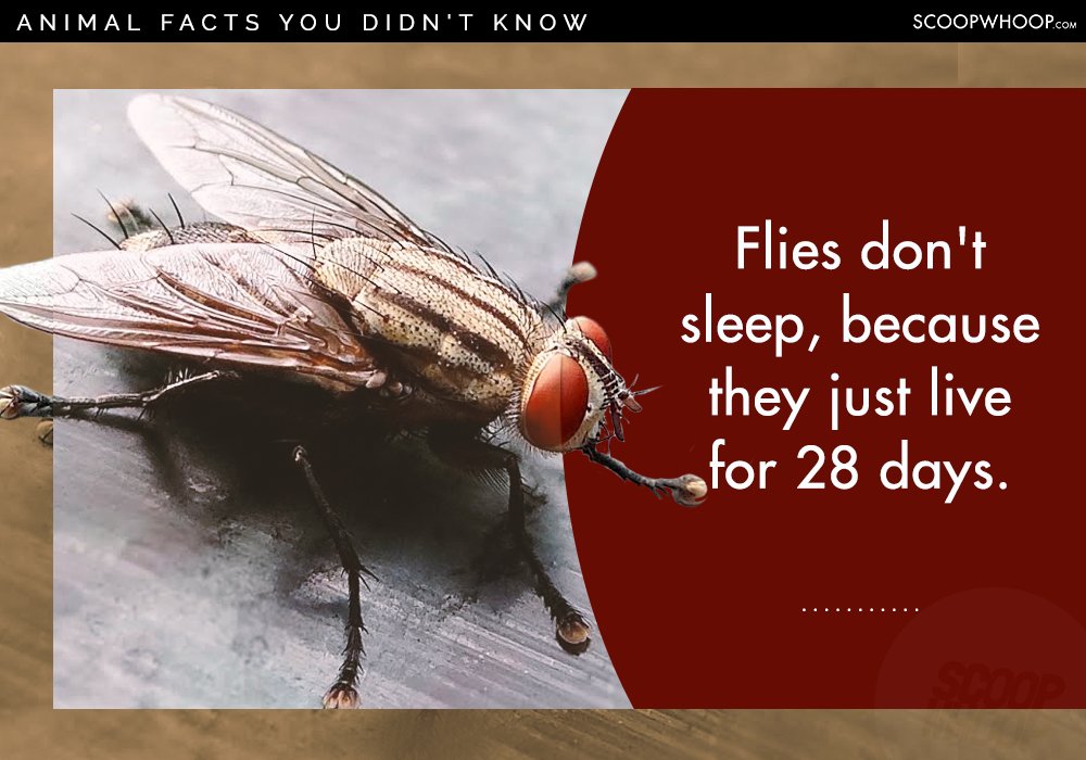 25 Random Facts About Random Animals For People Who Appreciate Random ...