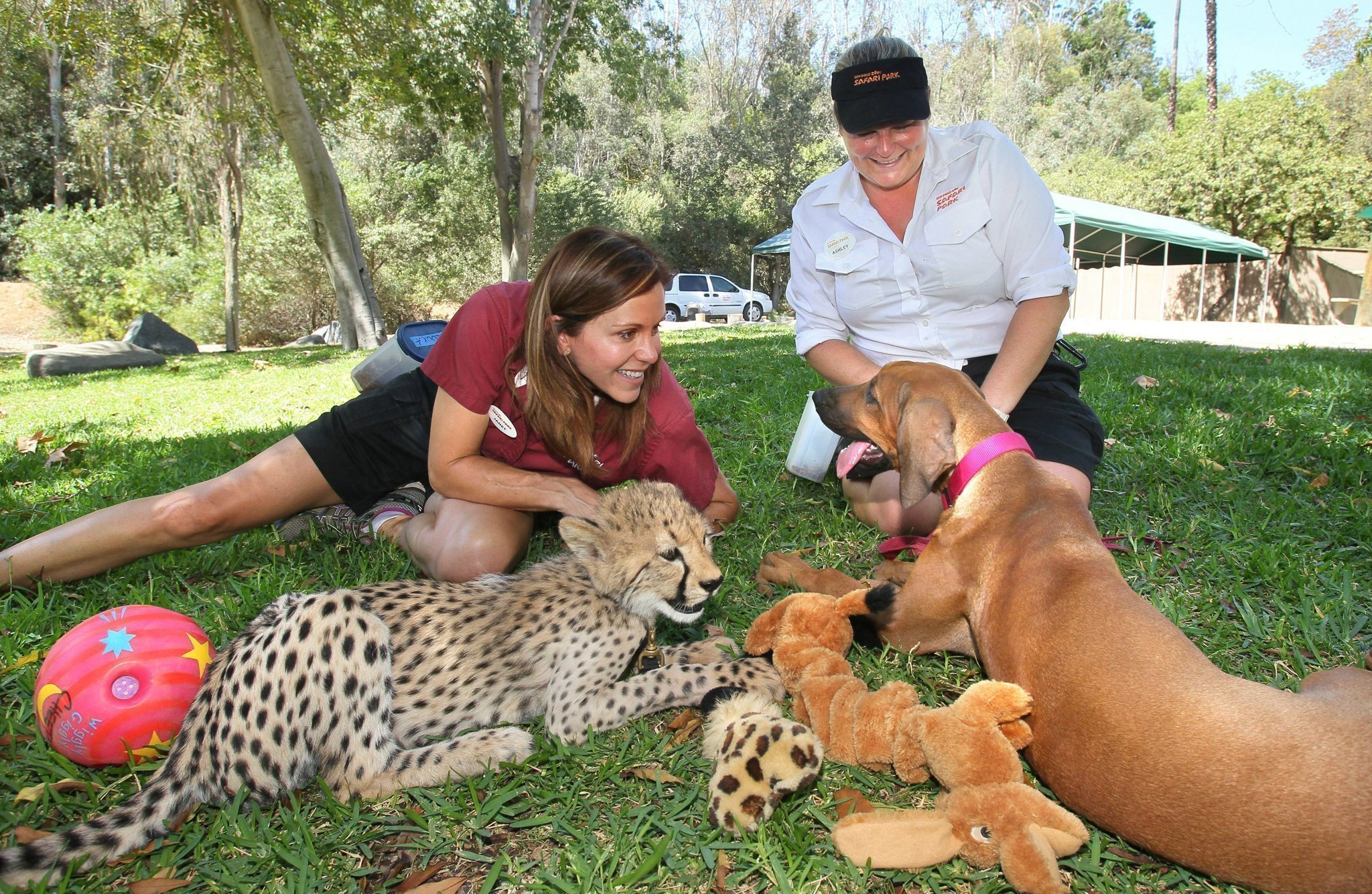 Cheetahs Are So Shy & Anxious, They Need Dogs To Help Them Chill & Make ...