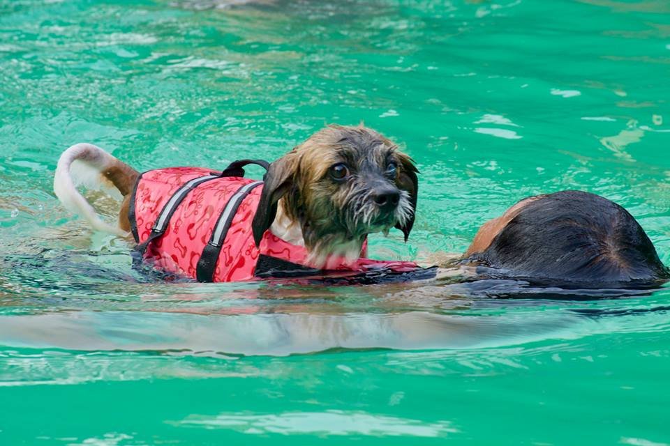 Take Your Pooches To This Pawsome Pool Party In Delhi Because Why ...