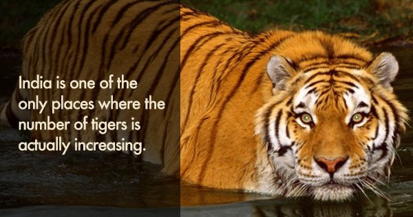 12 Facts About The Mighty Tiger That Show Why There’s Still Hope For ...