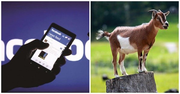 Bangladesh Arrests Journalist Over A Facebook Post On A Dead Goat. Yes ...