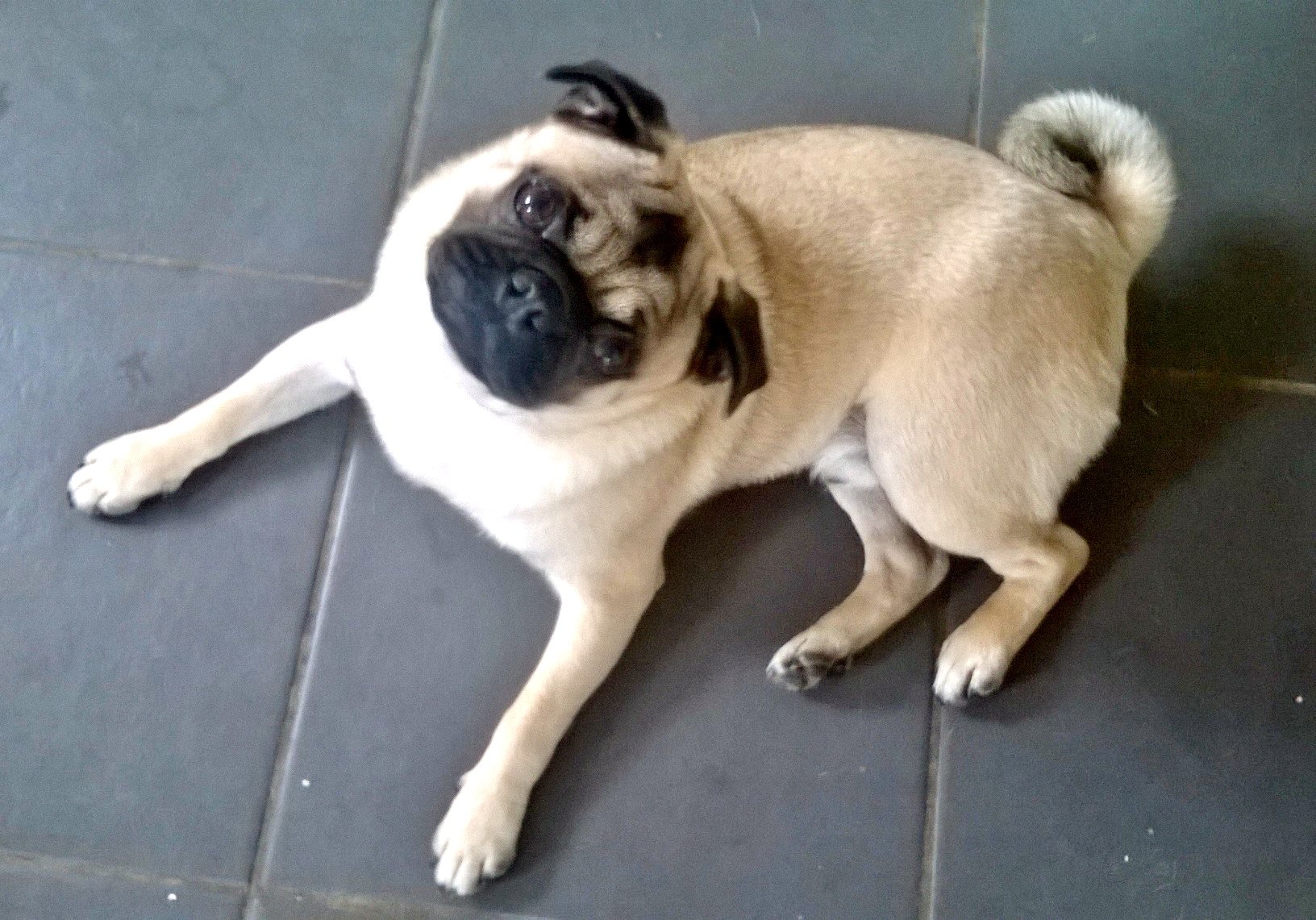 Here’s How You Can Read Into A Doge’s Body Language To Understand What ...