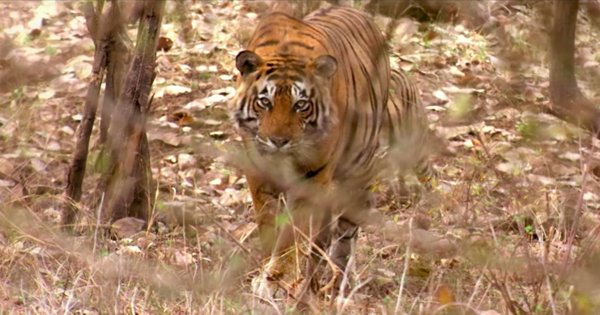 This Fun Ad Feat. A Tiger & A Kangaroo Perfectly Shows How Insane The ...