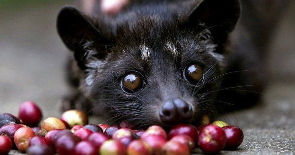 The World’s Most Expensive Coffee Is Now Available In India. Oh & It’s ...