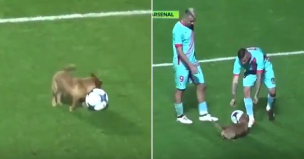This Adorable Video Of A Dog Interrupting A Football Match & Playing ...