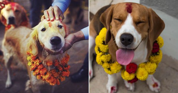 Kukur Tihar: Every Year Nepal Celebrates A Festival Dedicated To ...