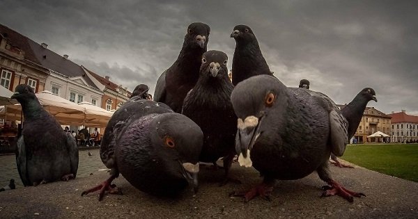 Forget Lizards & Cockroaches, It’s The Pigeons That Are The Scariest ...