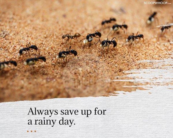 17 Important Life Lessons We Can All Learn From Animals